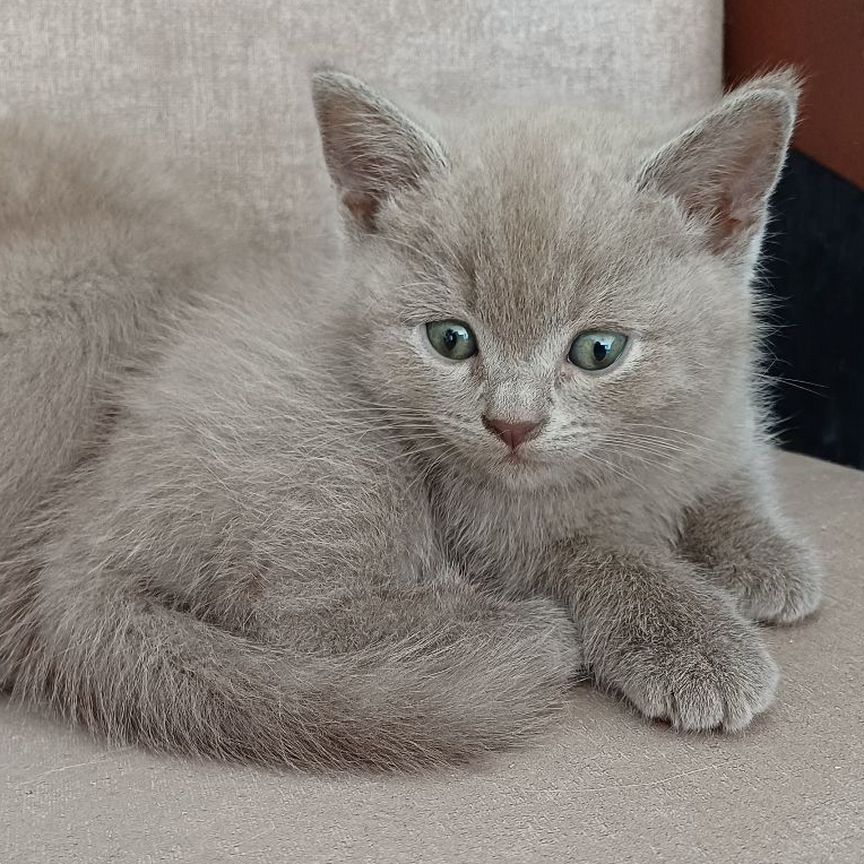 Шотландский прямоухий короткошёрстный котёнок