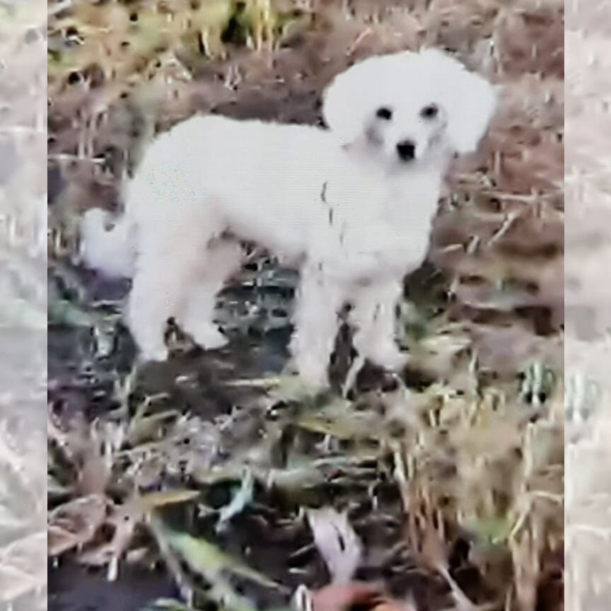 Той-пудель, взрослая собака