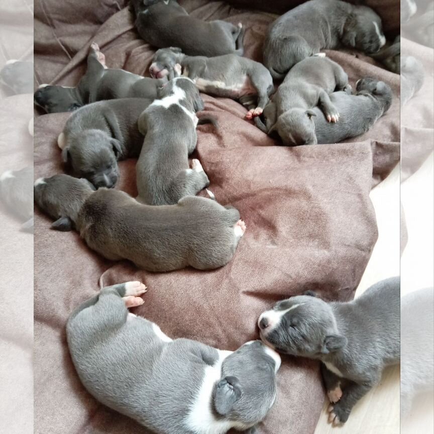 Американский стаффордширский терьер, щенок