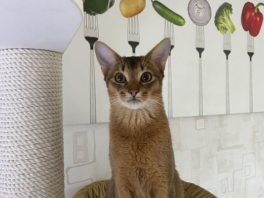 Абисинский кот вязка