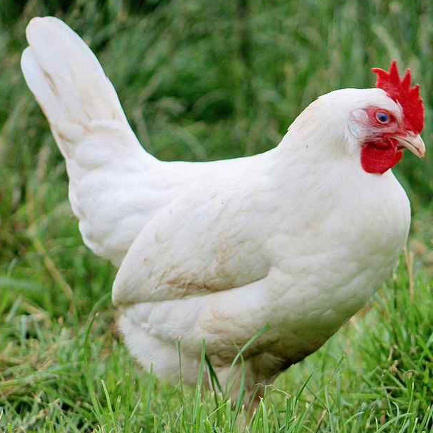 Несушки высокой яйценоскости с кфх