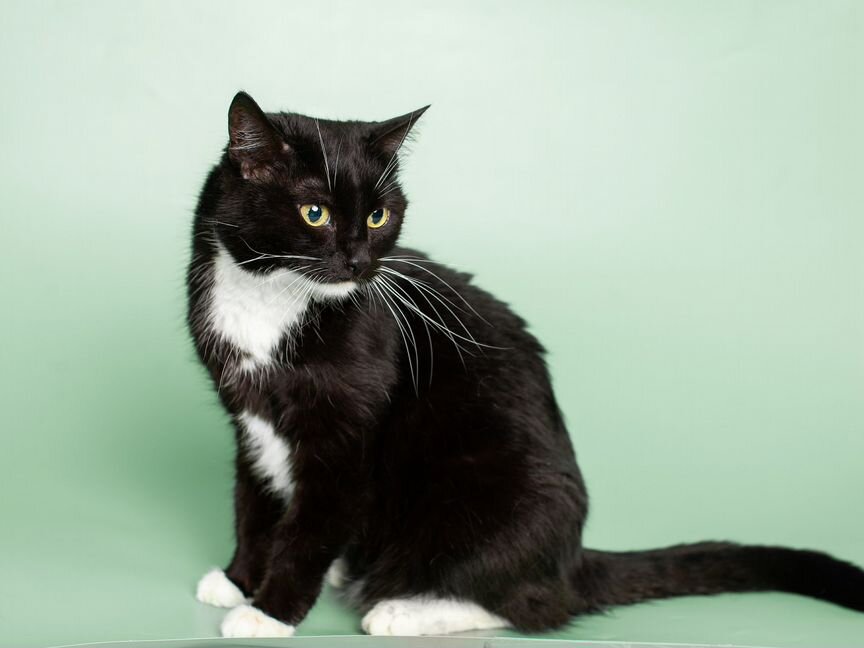 Бася осталась одна - нужны хозяева