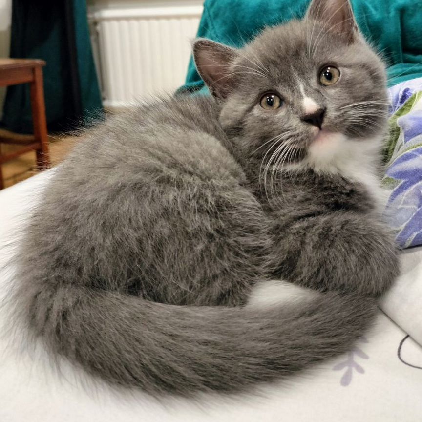 Котенок