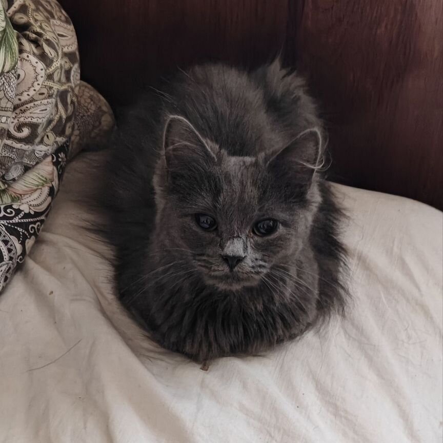 Кошечка в добрые руки