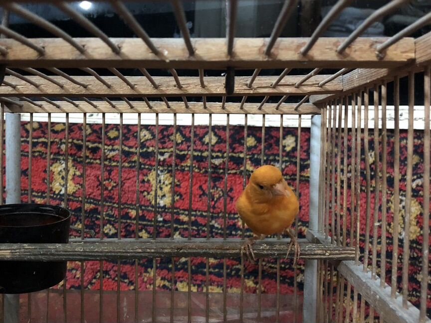 Конорейка