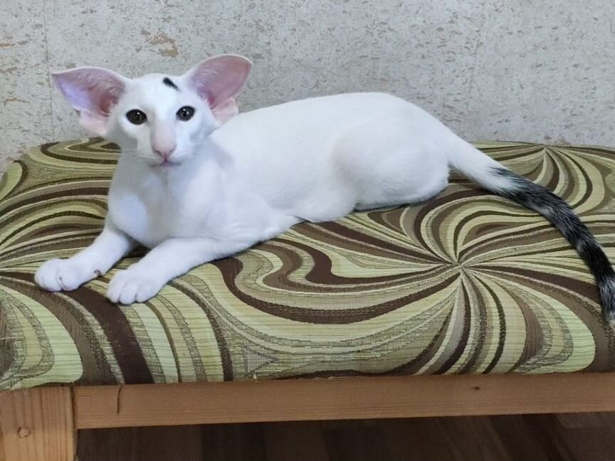 Ориентальные котята экстремальный тип