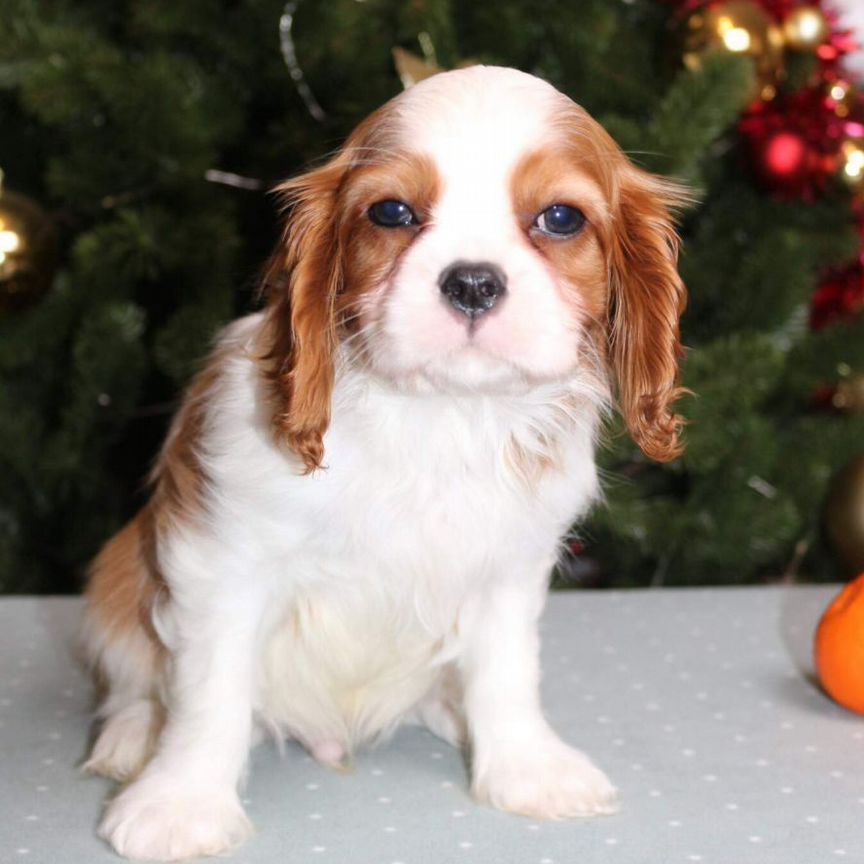 Кавалер кинг-чарльз-спаниель, щенок