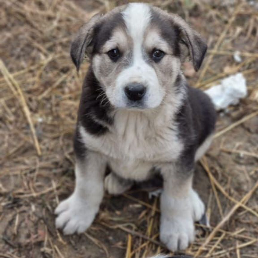 Щенок мальчик в добрые руки