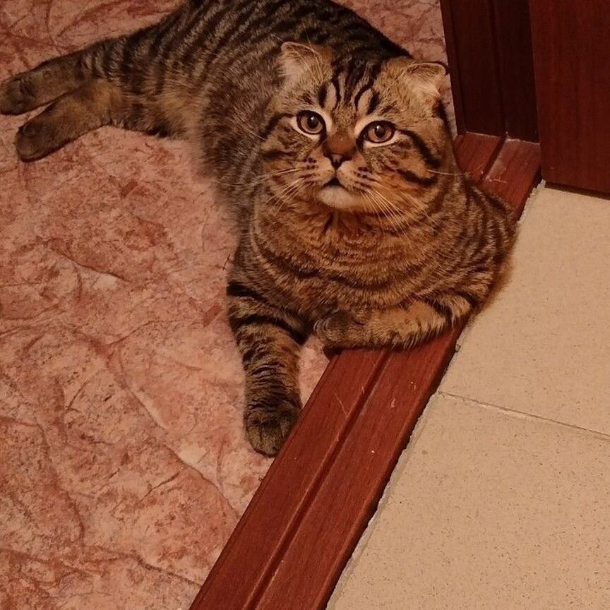 Отдам кота в добрые руки бесплатно