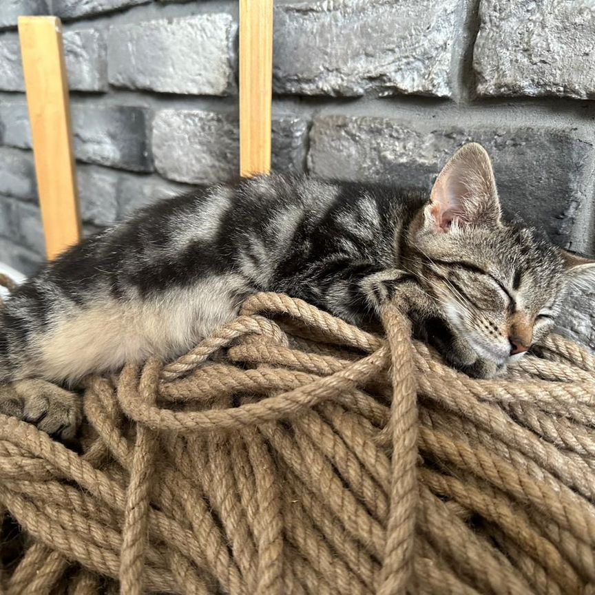 Котенок девочка в добрые руки