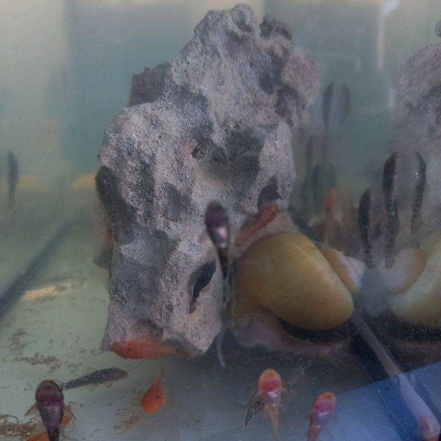 Анциструс мальки