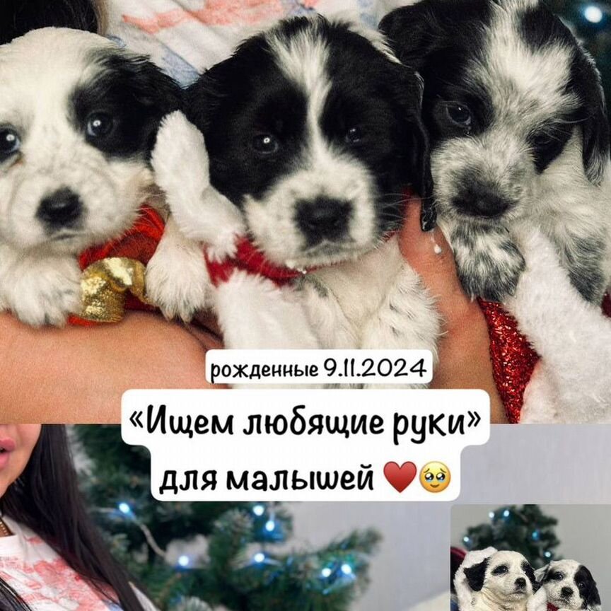 Собаки бесплатно в добрые руки