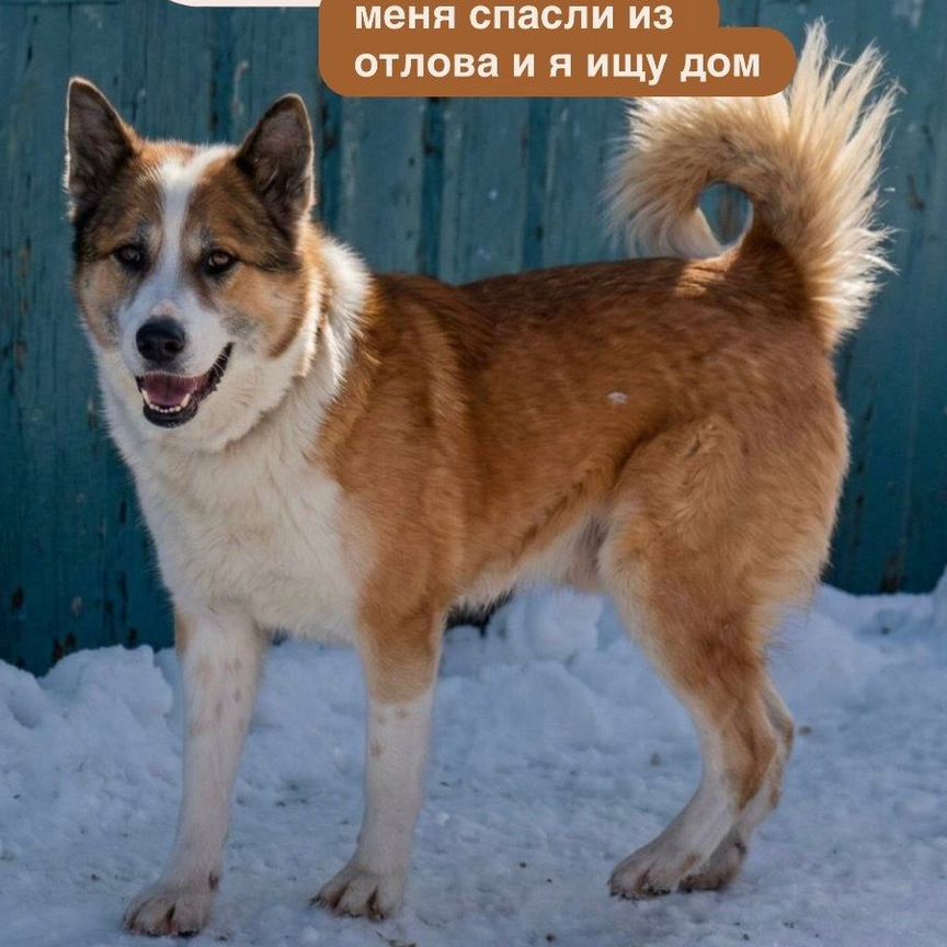 Взрослый пёс в добрые руки
