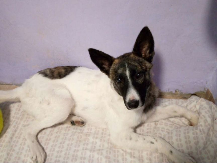 Отдам в добрые руки