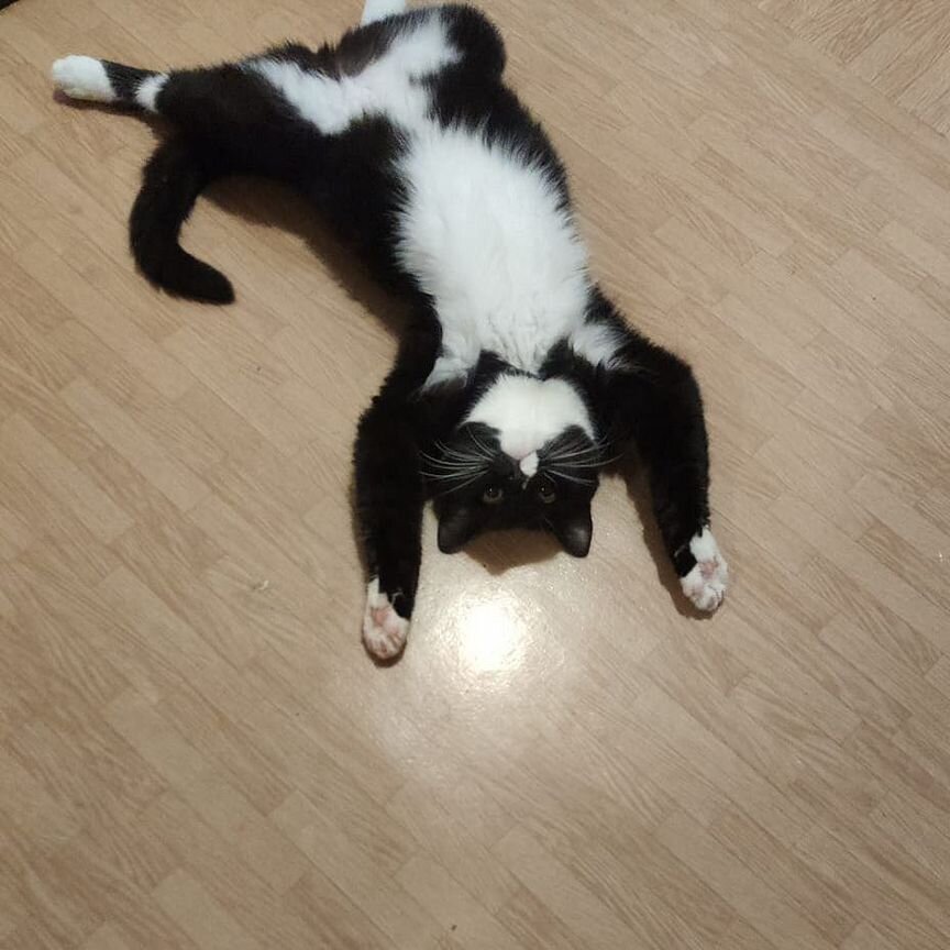 Котёнок игруля