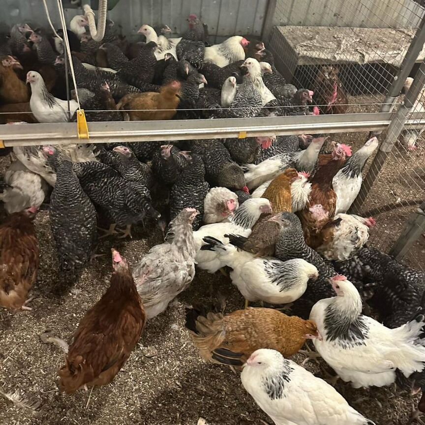 Куры несушки