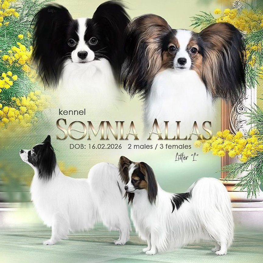 Континентальный той-спаниель папильон, щенок