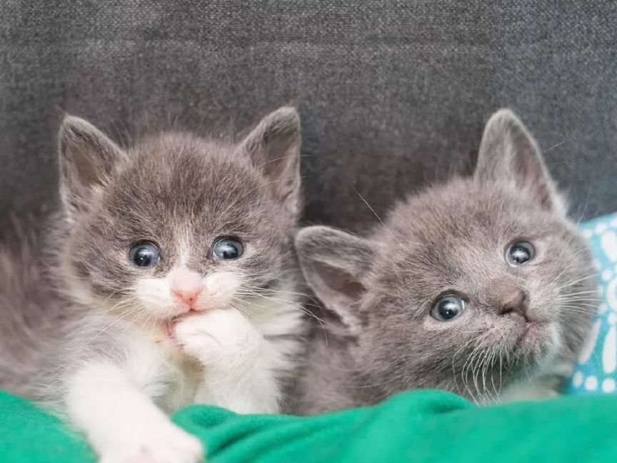 Котята в добрые руки