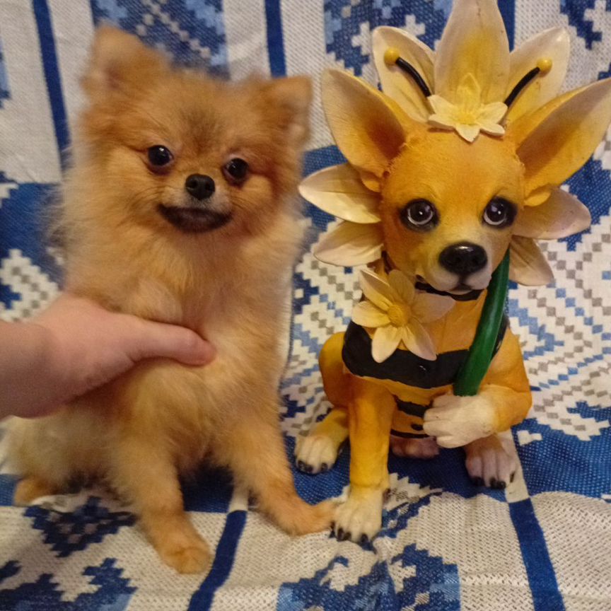 Померанский шпиц, взрослая собака