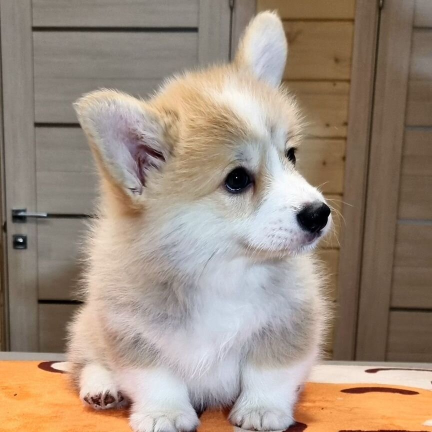 Лучшие щенки Вельш-корги пемброк