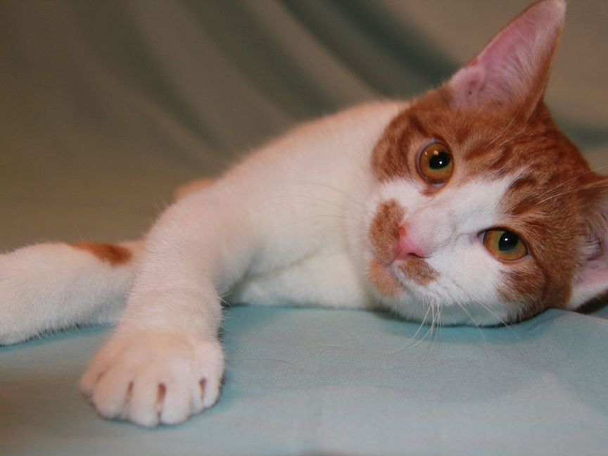 Кошка в добрые руки бесплатно