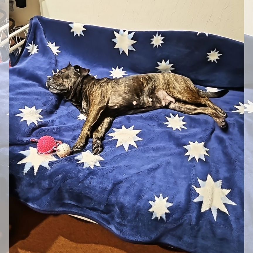 Стаффордширский бультерьер, взрослая собака