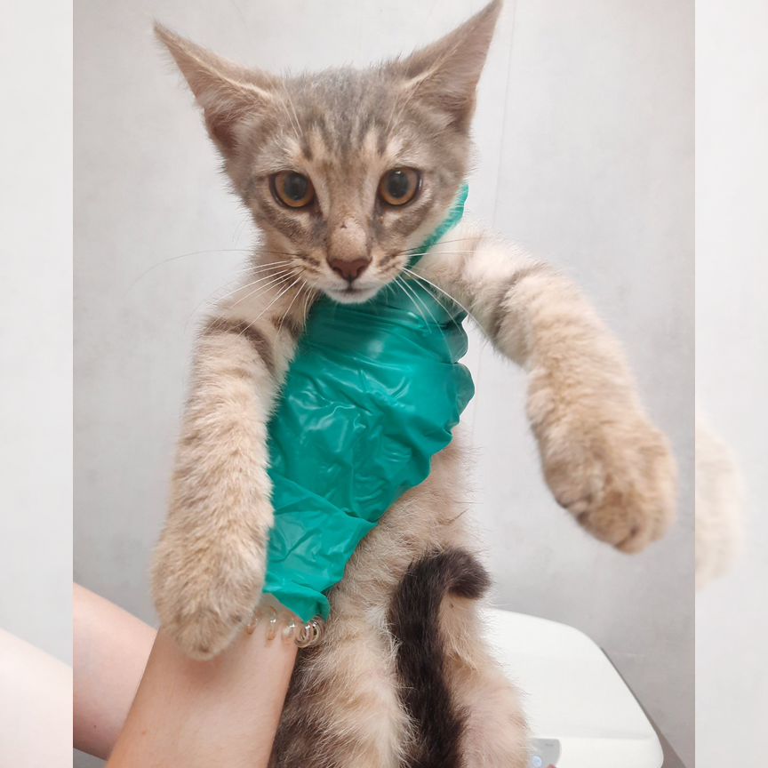 Котенок Валя ищет дом