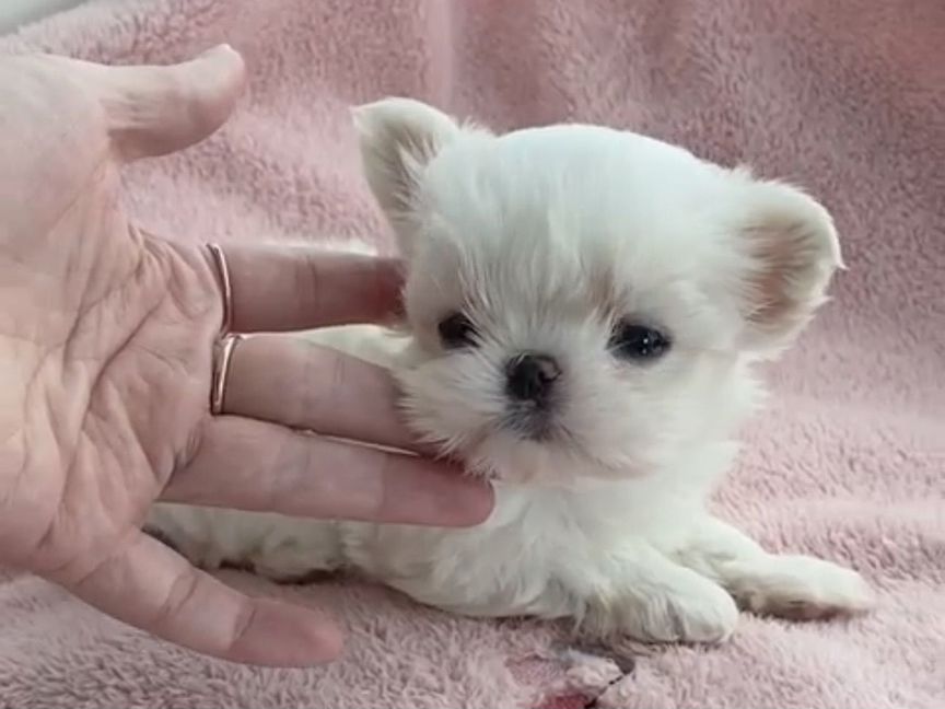 Мальчик мальтезе