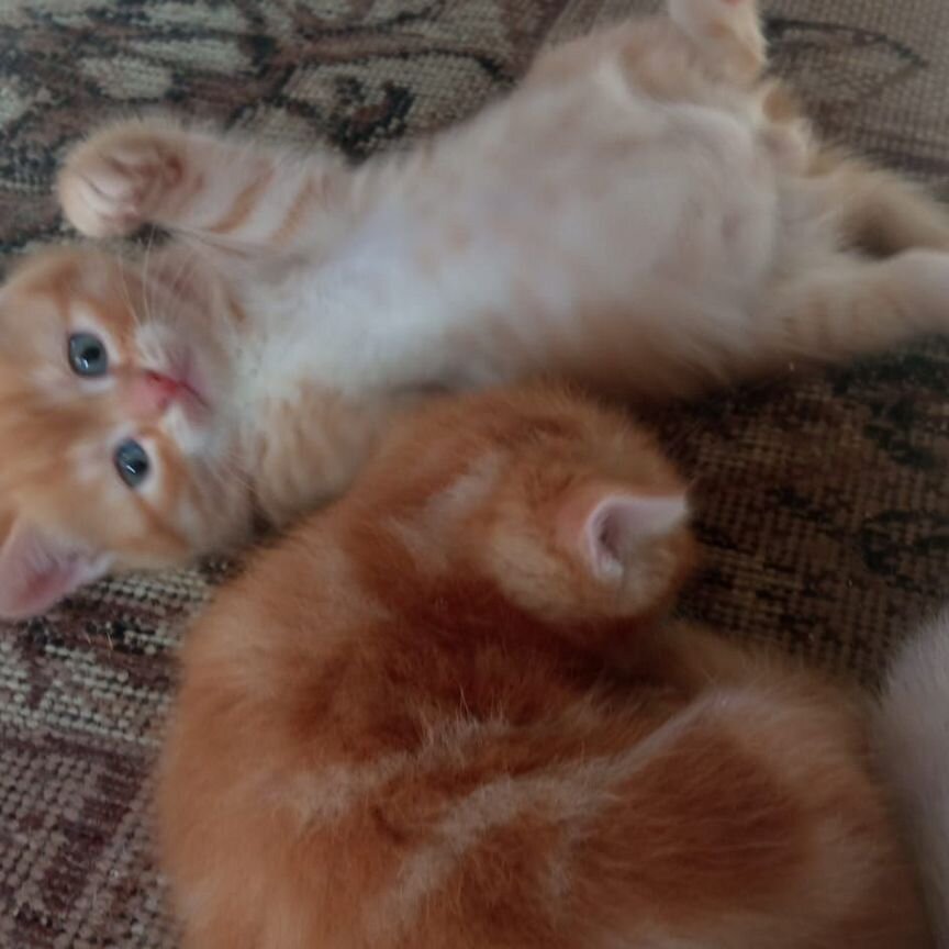 Кошечка и котик