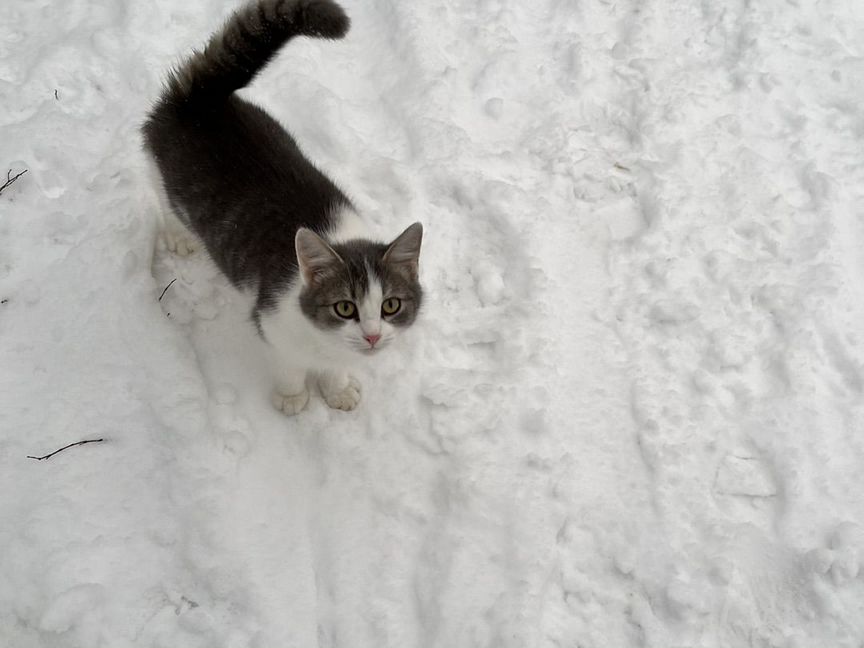 Котята