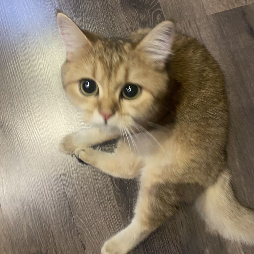 Котята золотая шиншилла