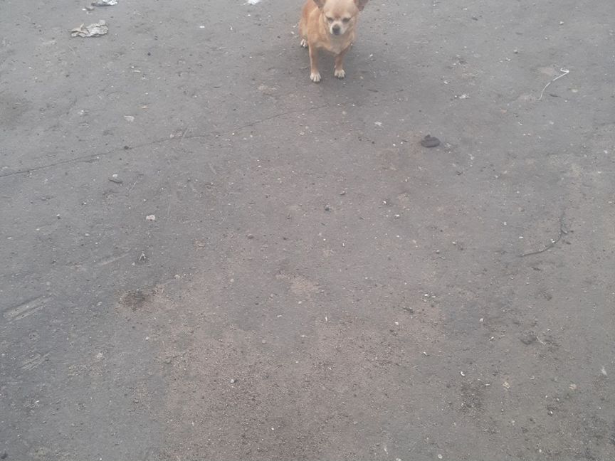 Собака чихуахуа