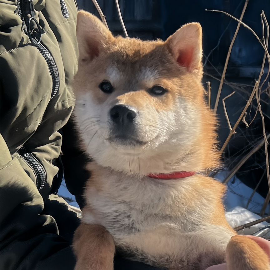 Сиба-ину, щенок