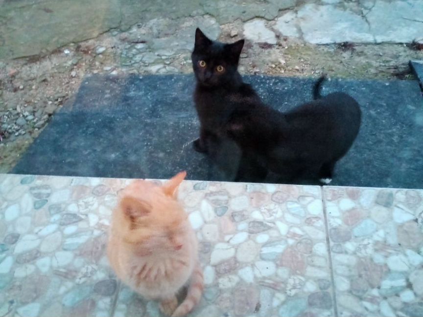 Отдам бесплатно