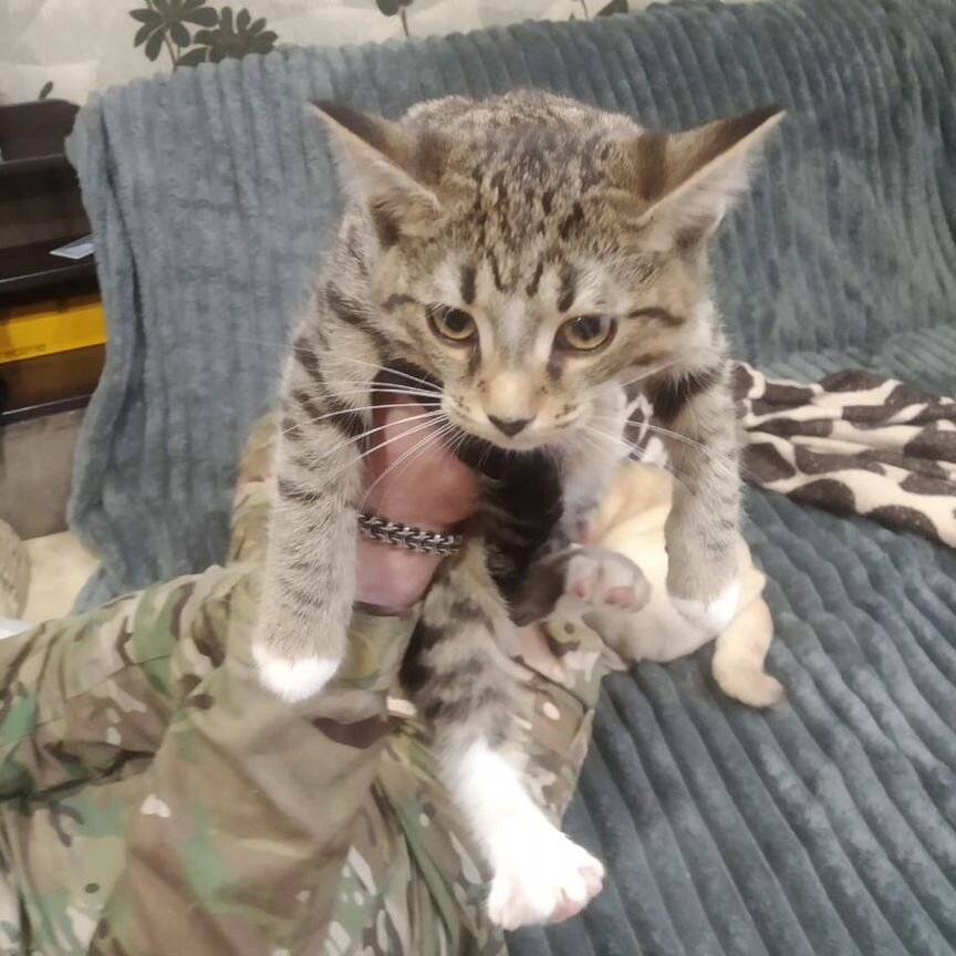 Котенок в добрые руки