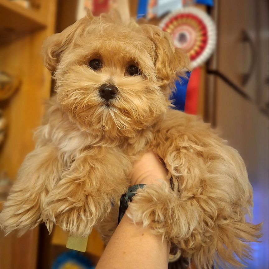 Щенки Мальтипу Ф1 мини
