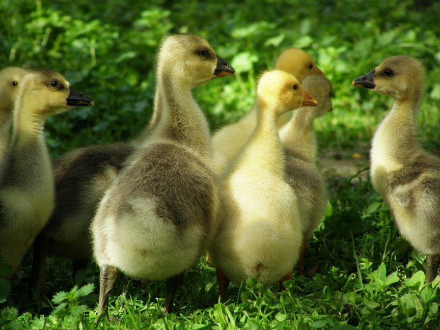 Гусята подрощенные