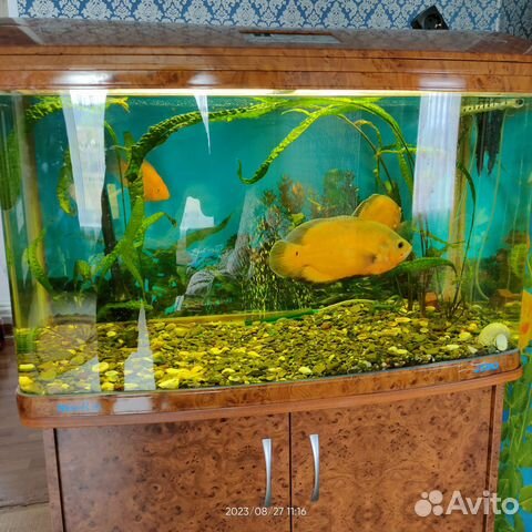 Аквариум 200 литров jebo R390 купить в Белорецке | Животные и зоотовары ...