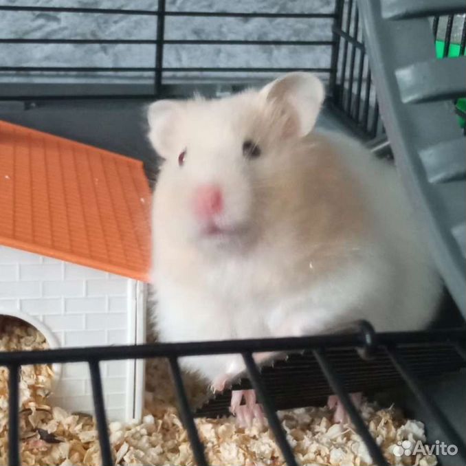 Хомячок сирийский, девочка