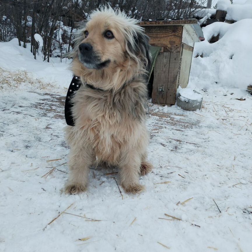 Собака в добрые руки