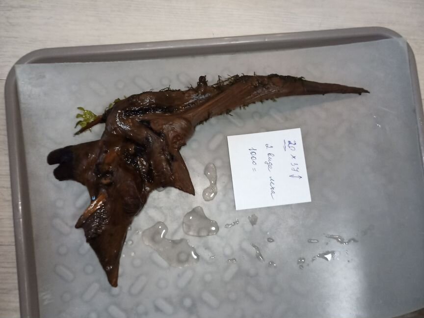 Коряги для аквариума