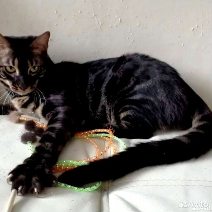 Угольный бенгал-Магия черного