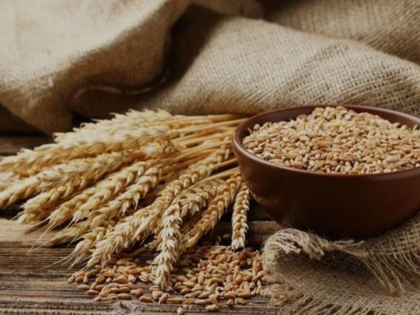 Яровая пшеница