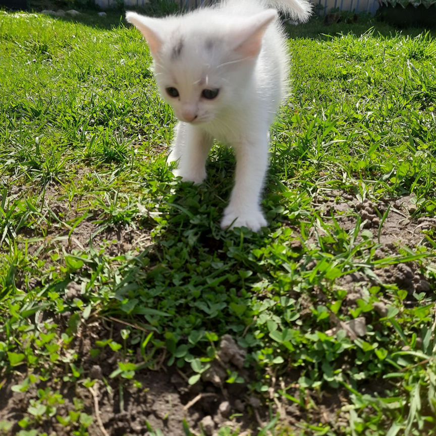 Котёнок возраст месяц девочка