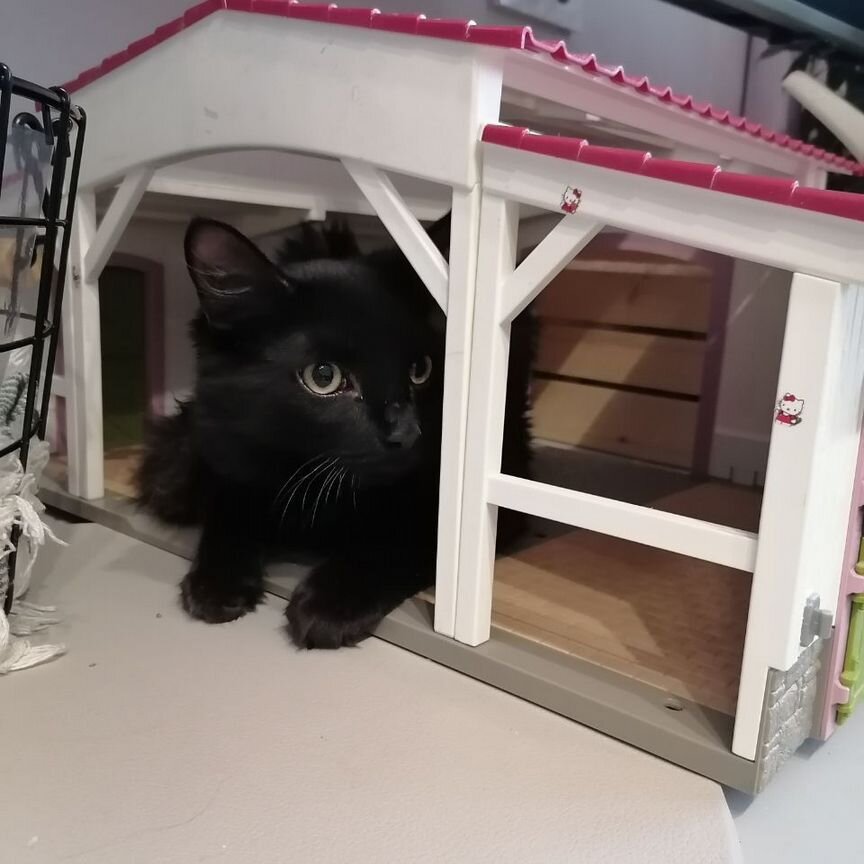 Домик для кошек
