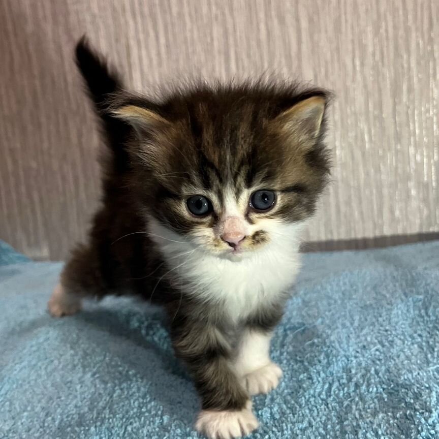Котята Отдам котят в добрые руки