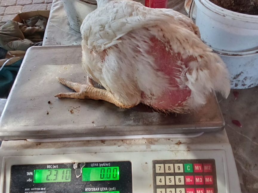 Куры бройлеры