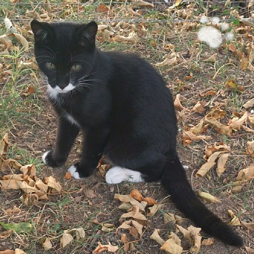 Котёнок Сеня очень милый