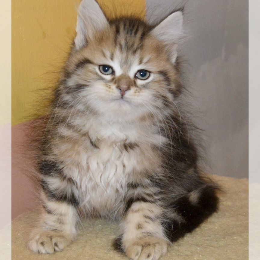 Сибирские котята
