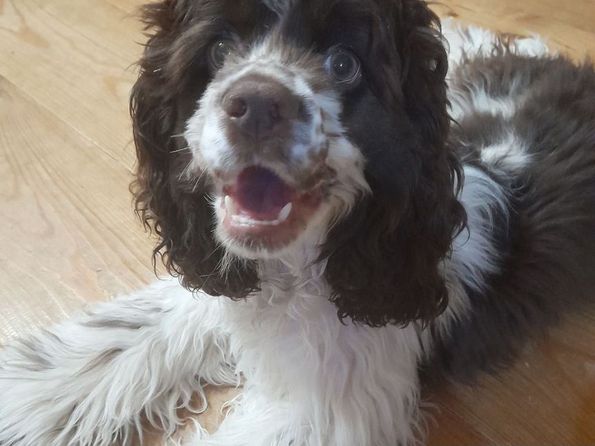 Кокер спаниель